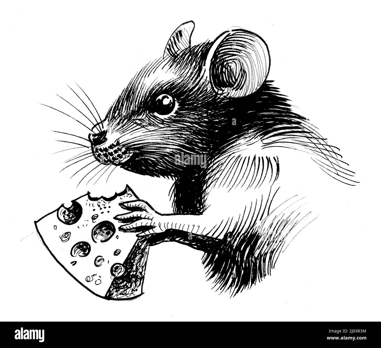 Mouse eating a piece of cheese. Ink black and white drawing Stock Photo ...