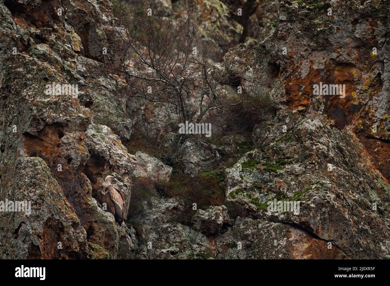 Find the Griffon Vulture, Gyps fulvus, big birds of prey sitting on ...