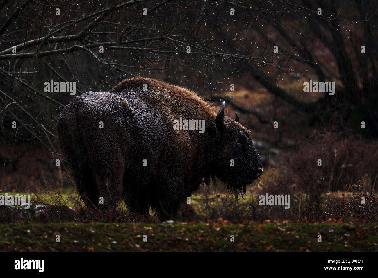 European Bison in the dark forest, misty scene with big brown animal in ...