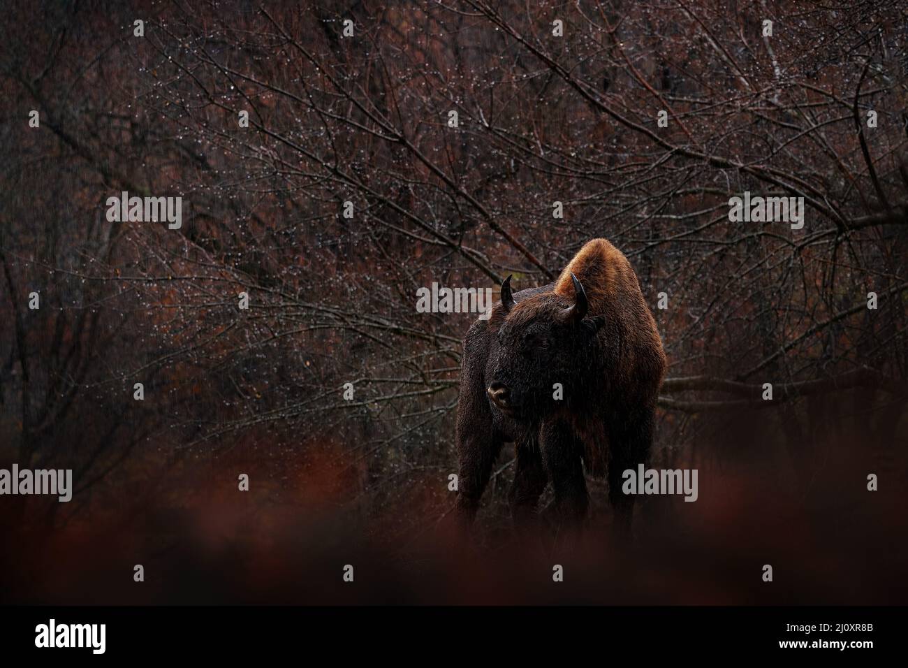 European Bison in the dark forest, misty scene with big brown animal in ...
