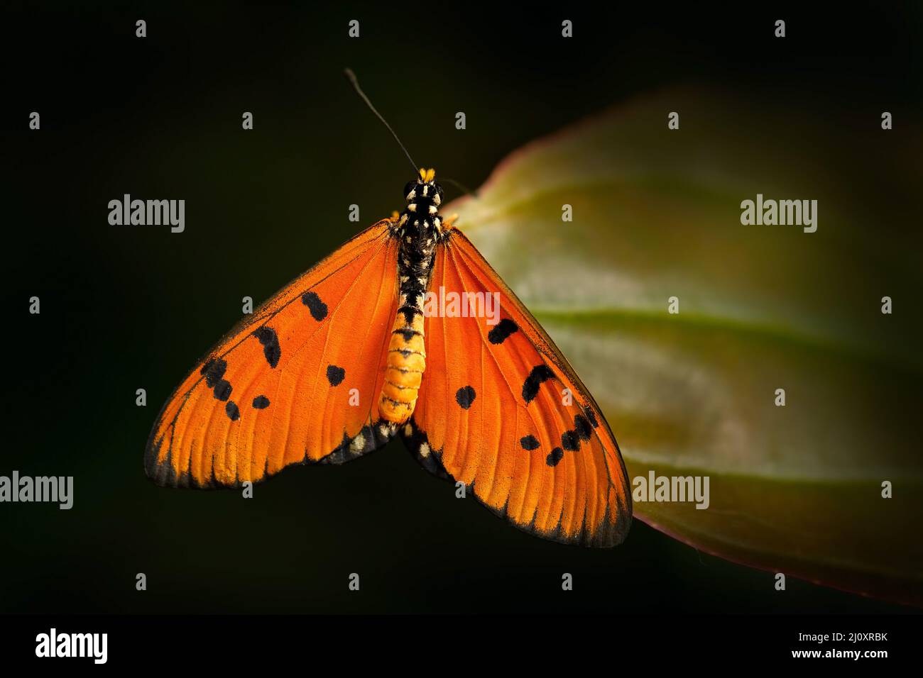 aggressive, angry, animal, beast, black, brown, carnivore, cold, crafty ...