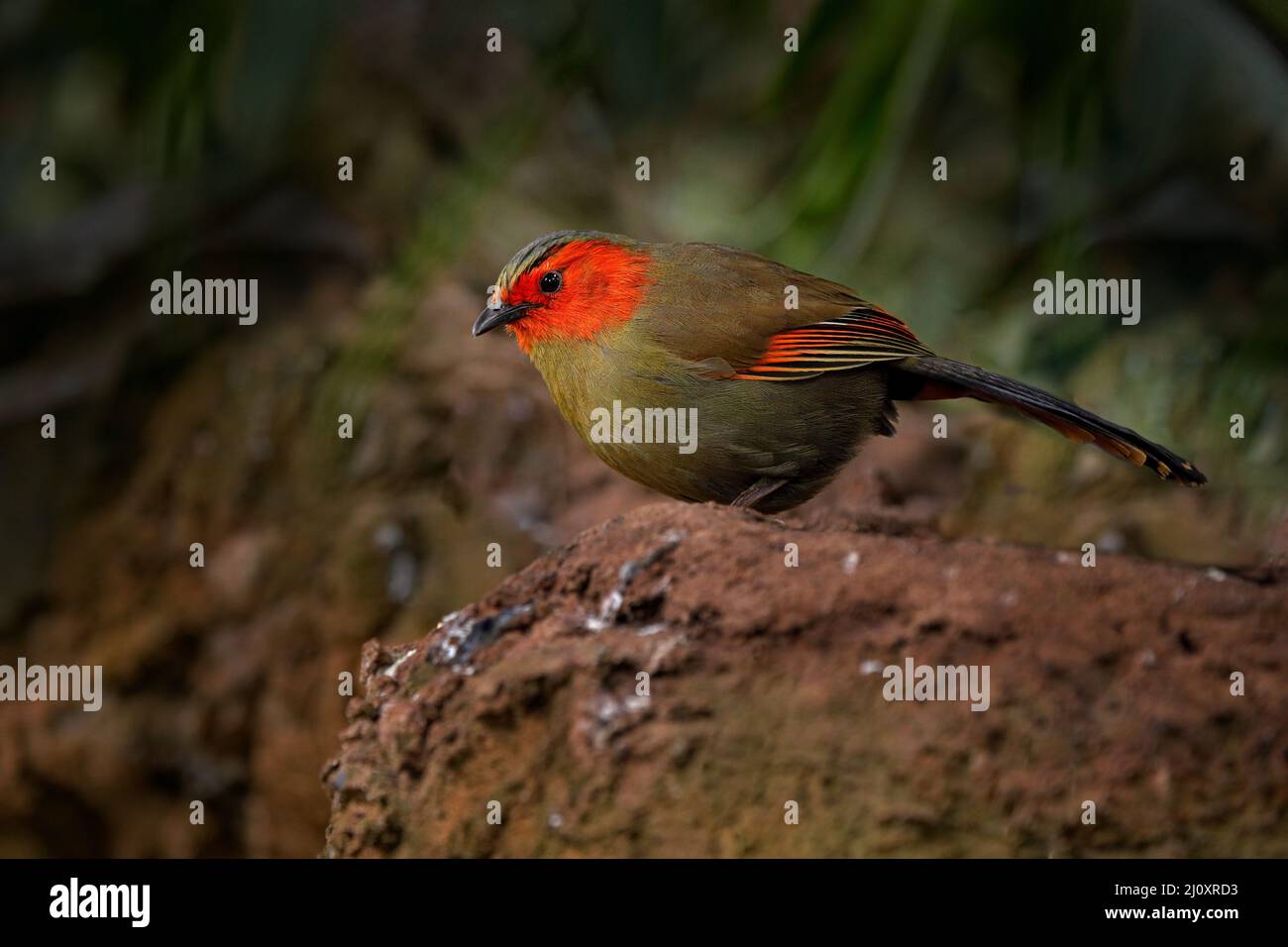 Colorful red faced bird scarlet faced liocichla hi-res stock ...
