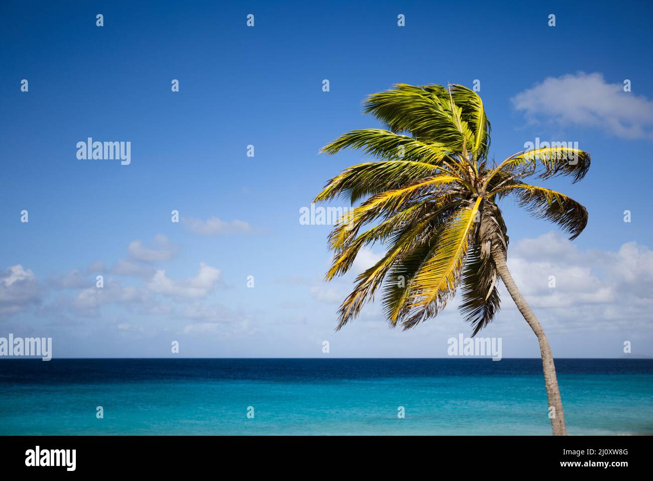 Palm tree on the blue sky and azure sea background Stock Photo - Alamy
