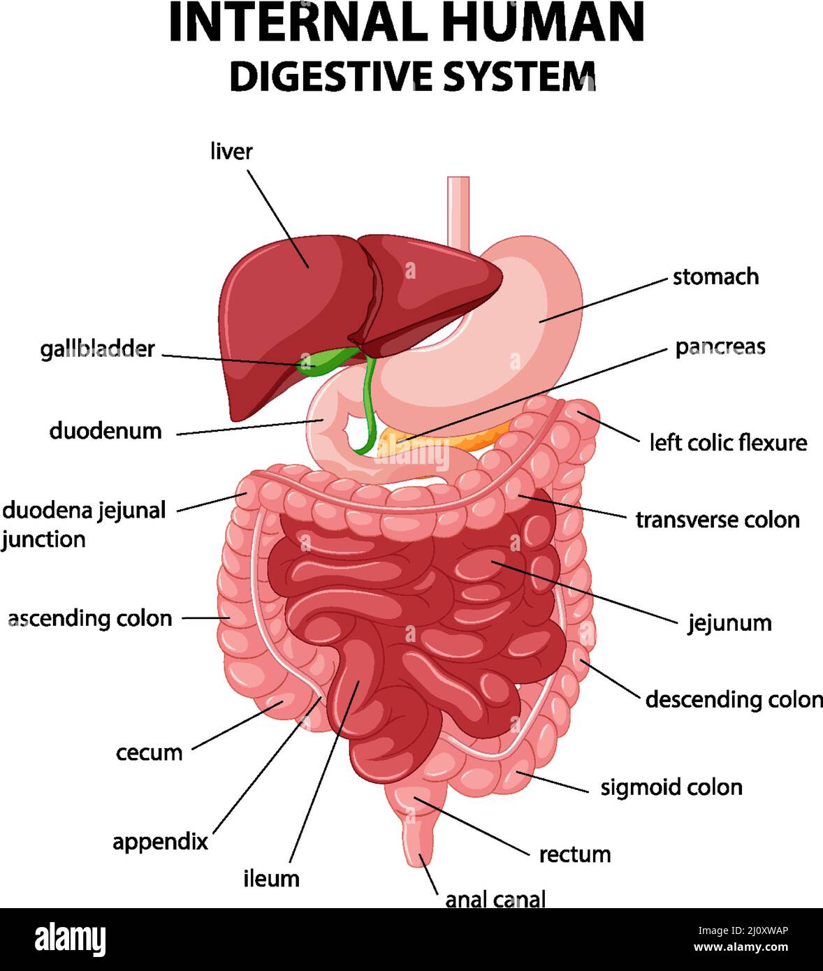 Diagram showing internal human digestive system illustration Stock ...