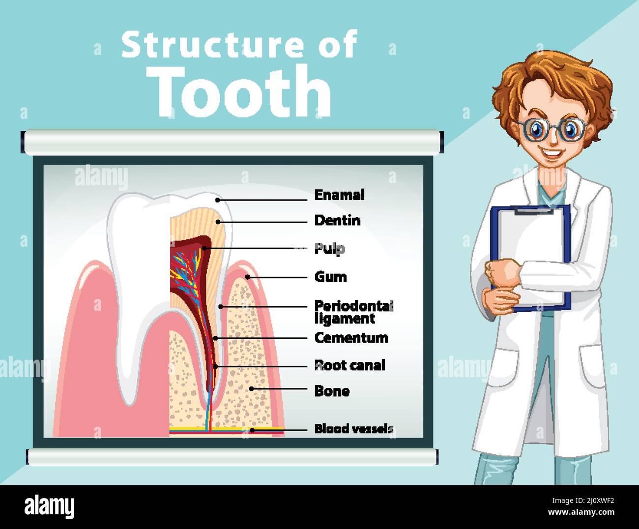 Infographic of human in structure of tooth illustration Stock Vector ...