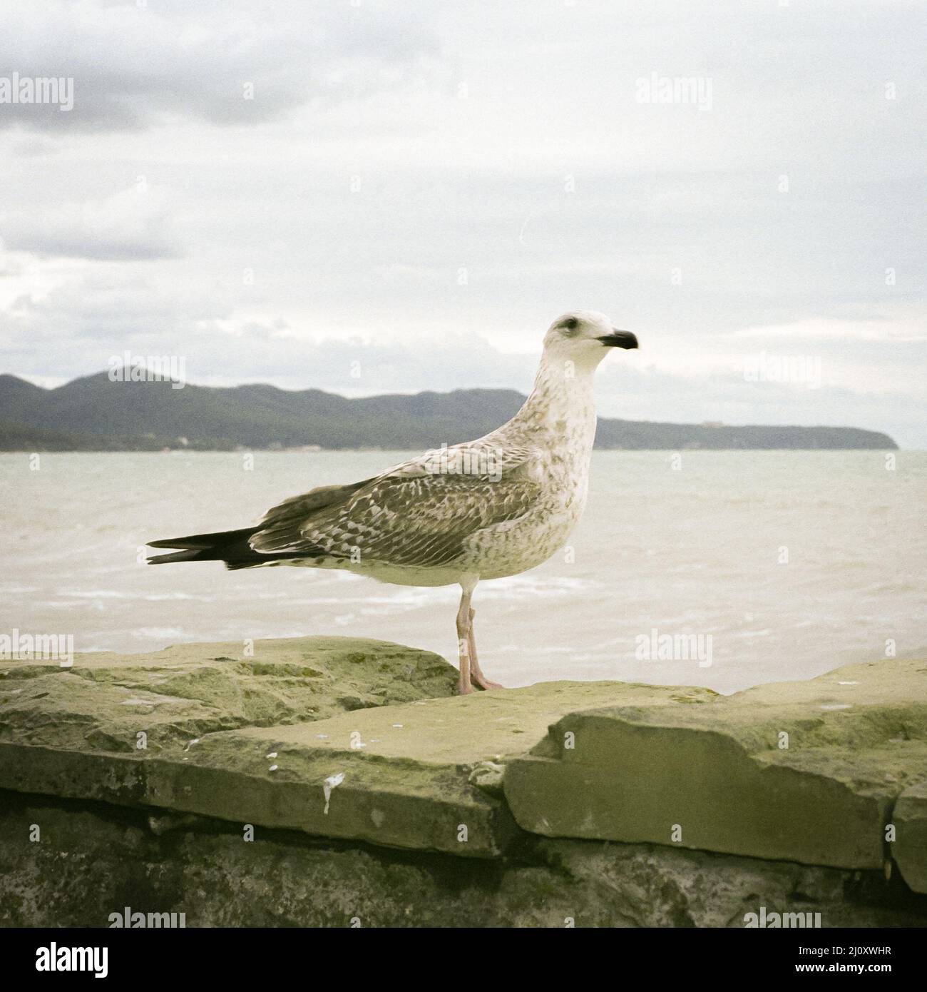 The portrait of sea gull on the sea background colored Stock Photo - Alamy