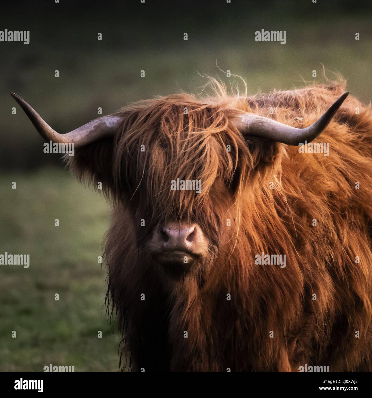 Closeup portrait shot of a long-haired brown bull with an angry look on ...