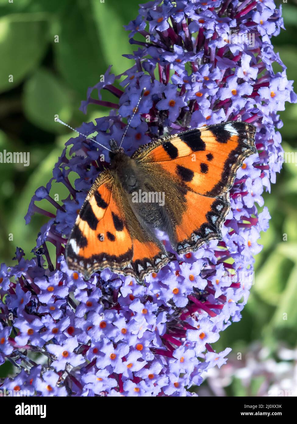 Adult small tortoiseshell hi-res stock photography and images - Alamy
