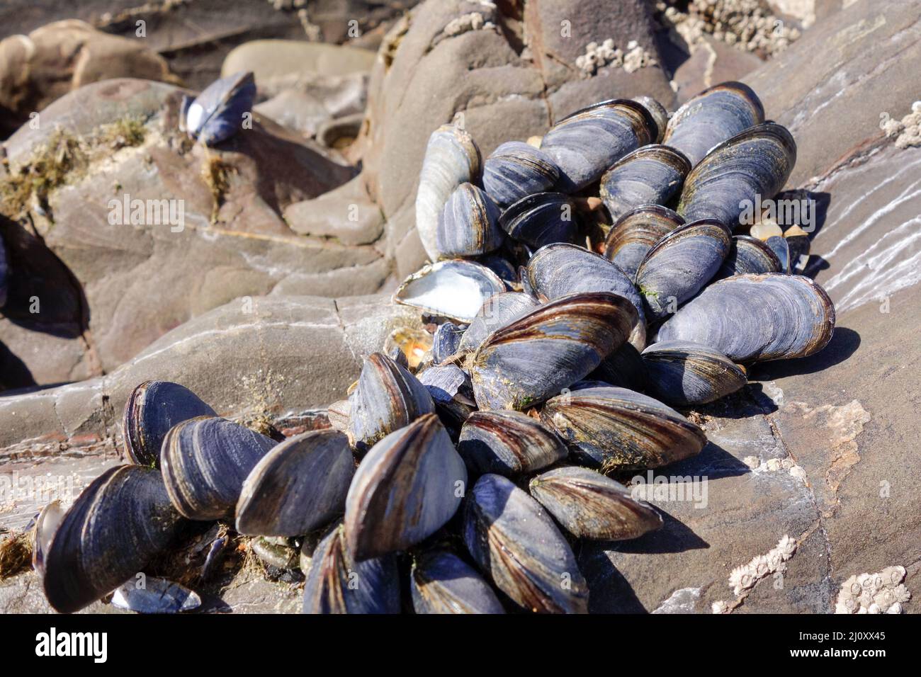 A cluster of Mussels Stock Photo - Alamy