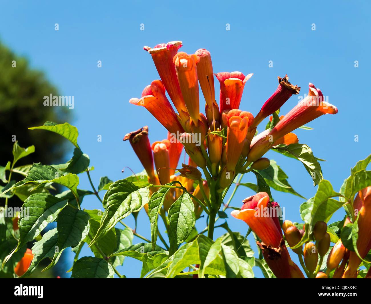 Orange Esperanza (Tecoma alata) flowering in an English garden Stock ...