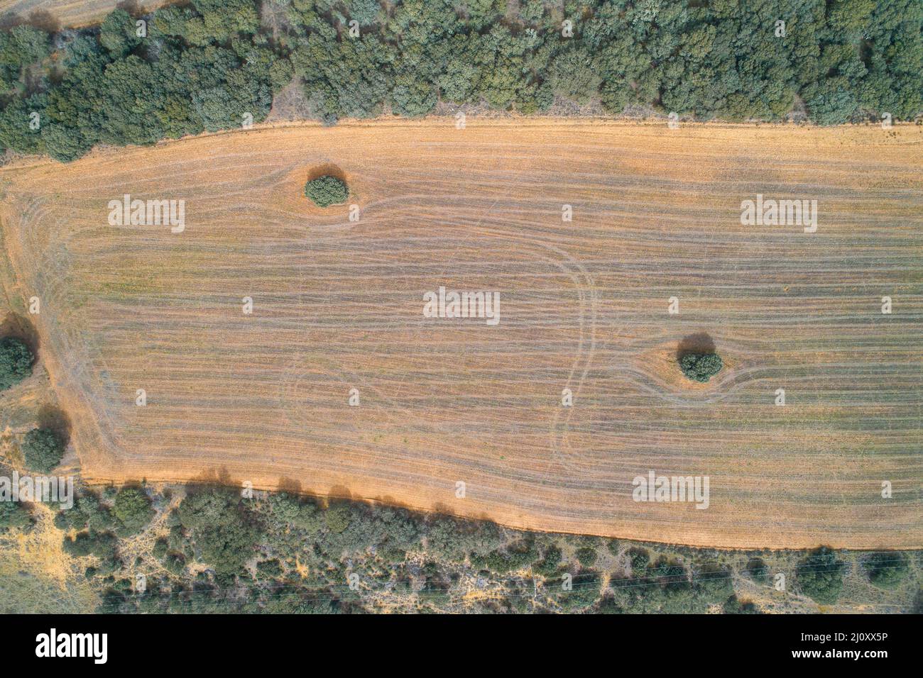Aerial view oak tree hi-res stock photography and images - Alamy
