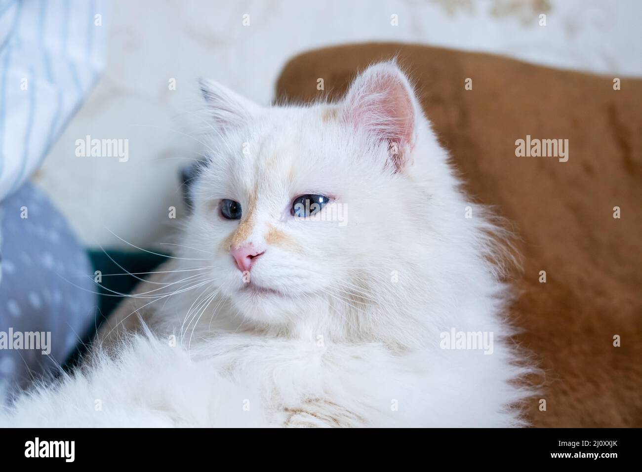 Angora blue hi-res stock photography and images - Alamy