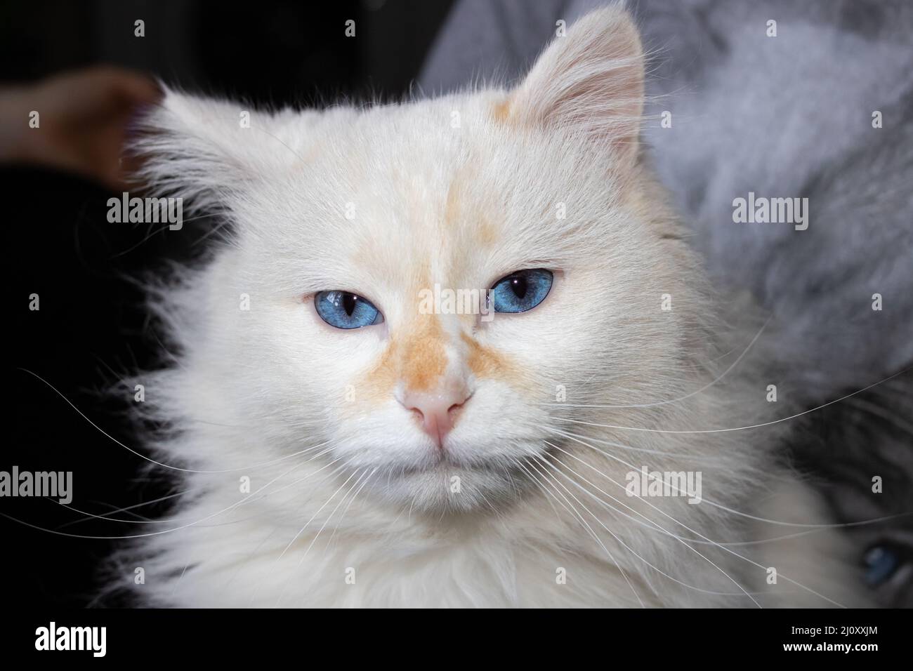 Portrait and expression eye brow hi-res stock photography and images ...