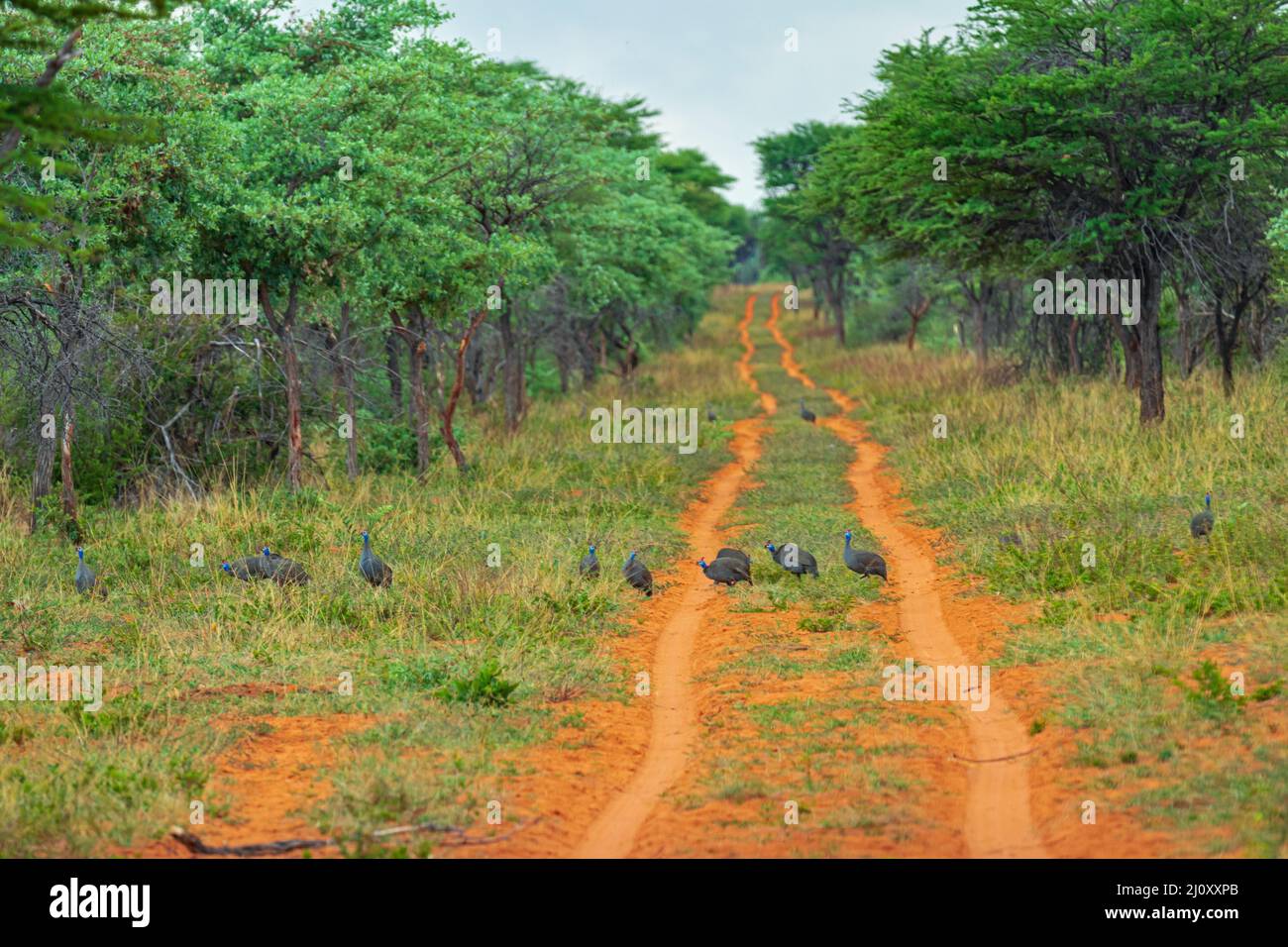 Buschtour hi-res stock photography and images - Alamy