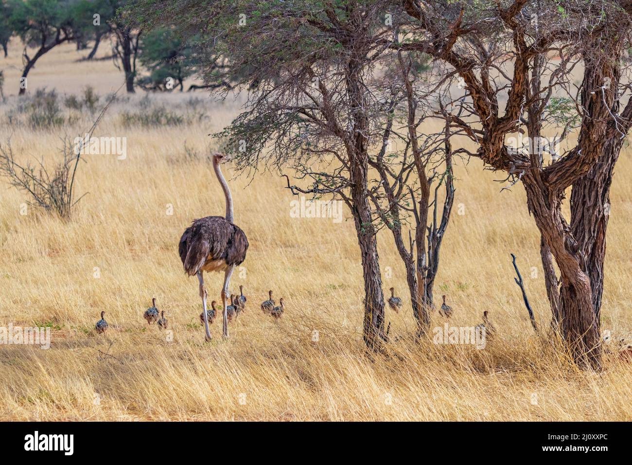 Kalahari ostrich hi-res stock photography and images - Alamy