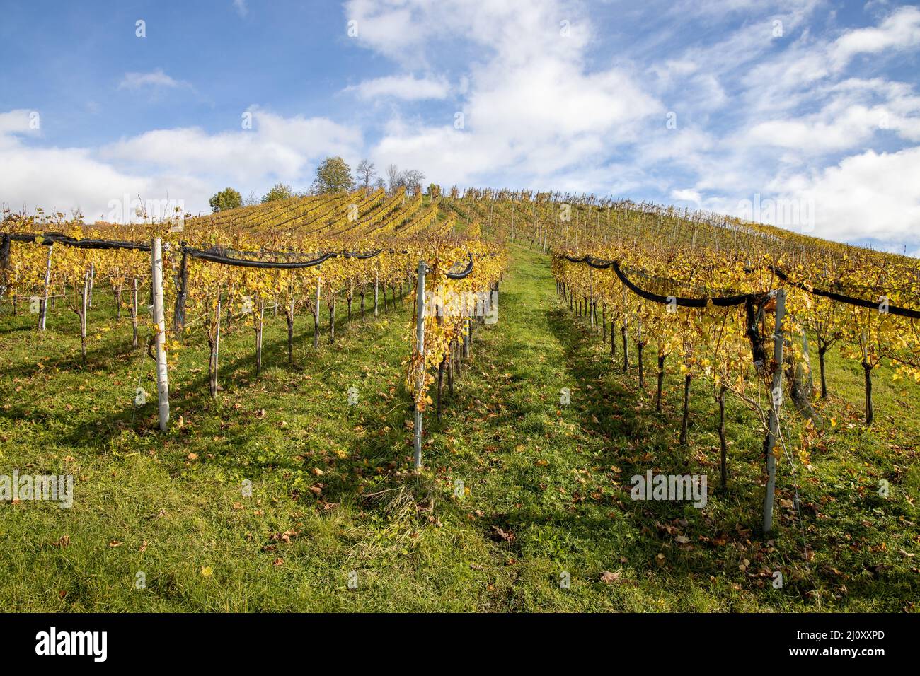 Styria wine region hi-res stock photography and images - Alamy