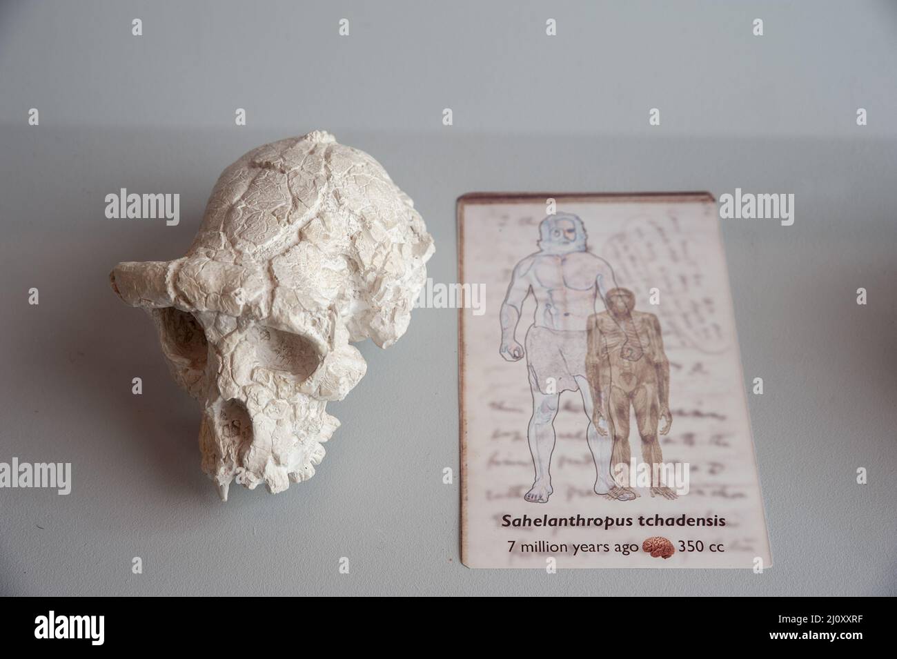 Sahelanthropus Tchadensis Map