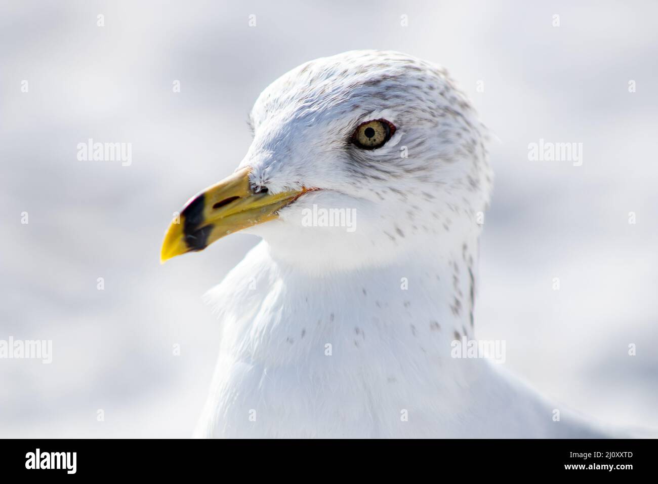 Closeup portrait of a white seagull looking straight forward on a white ...