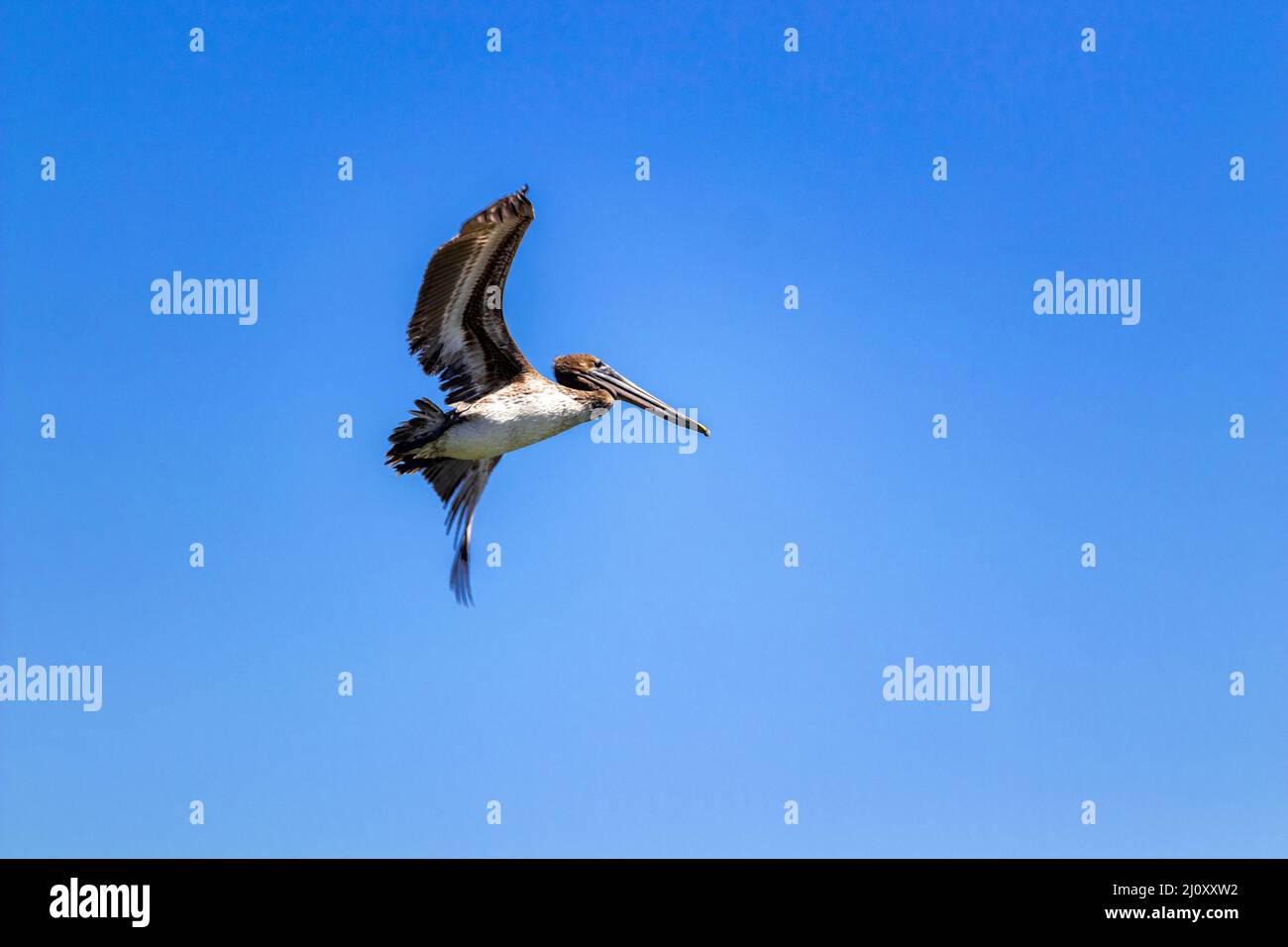 Closeup of a brown pelican flying in the blue cloudless sky with its ...