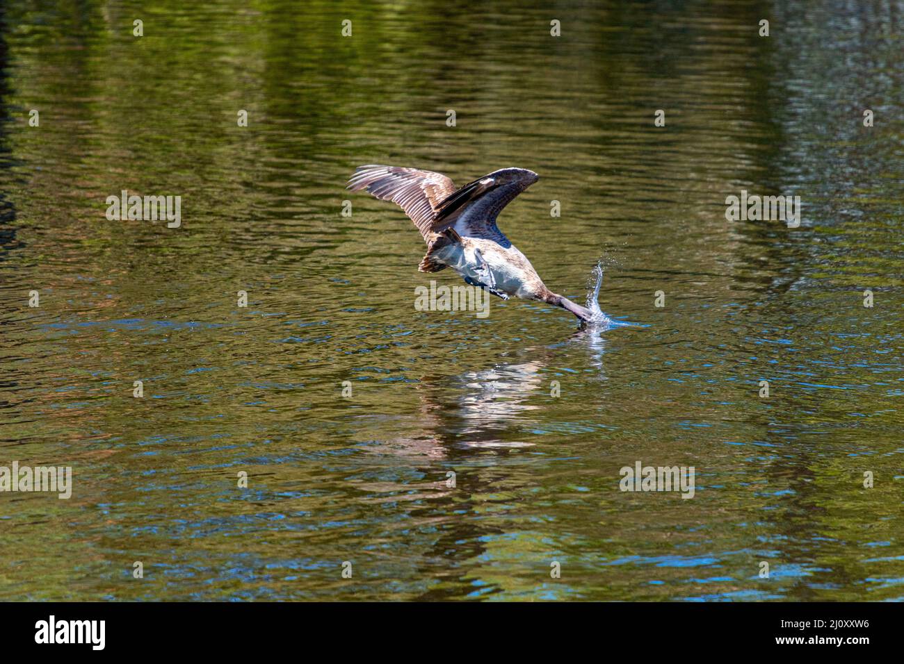 Closeup of a crane flying above a pond, fishing with its beak Stock ...