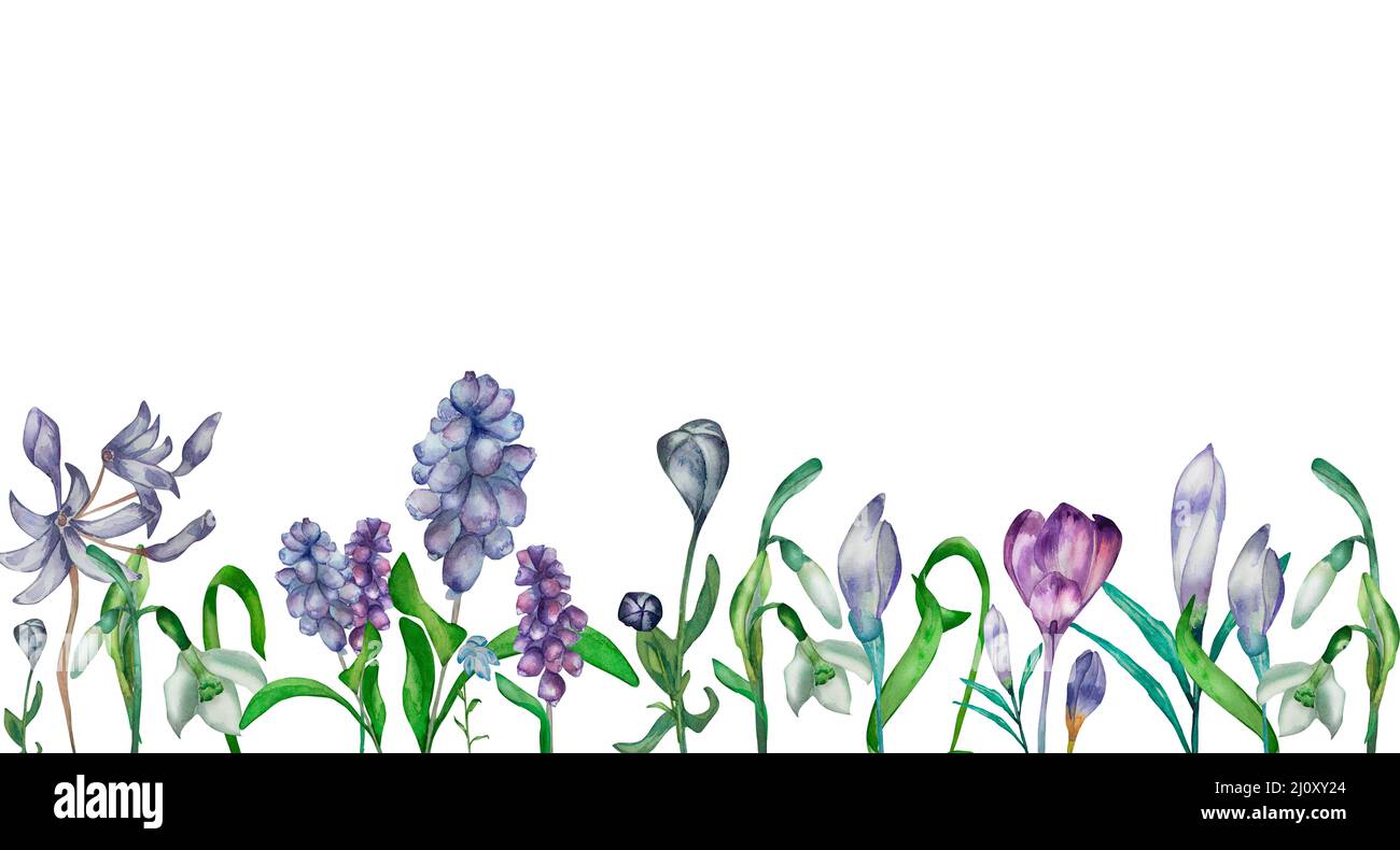 Purple spring flowers watercolor banner isolated. Hand painted border ...