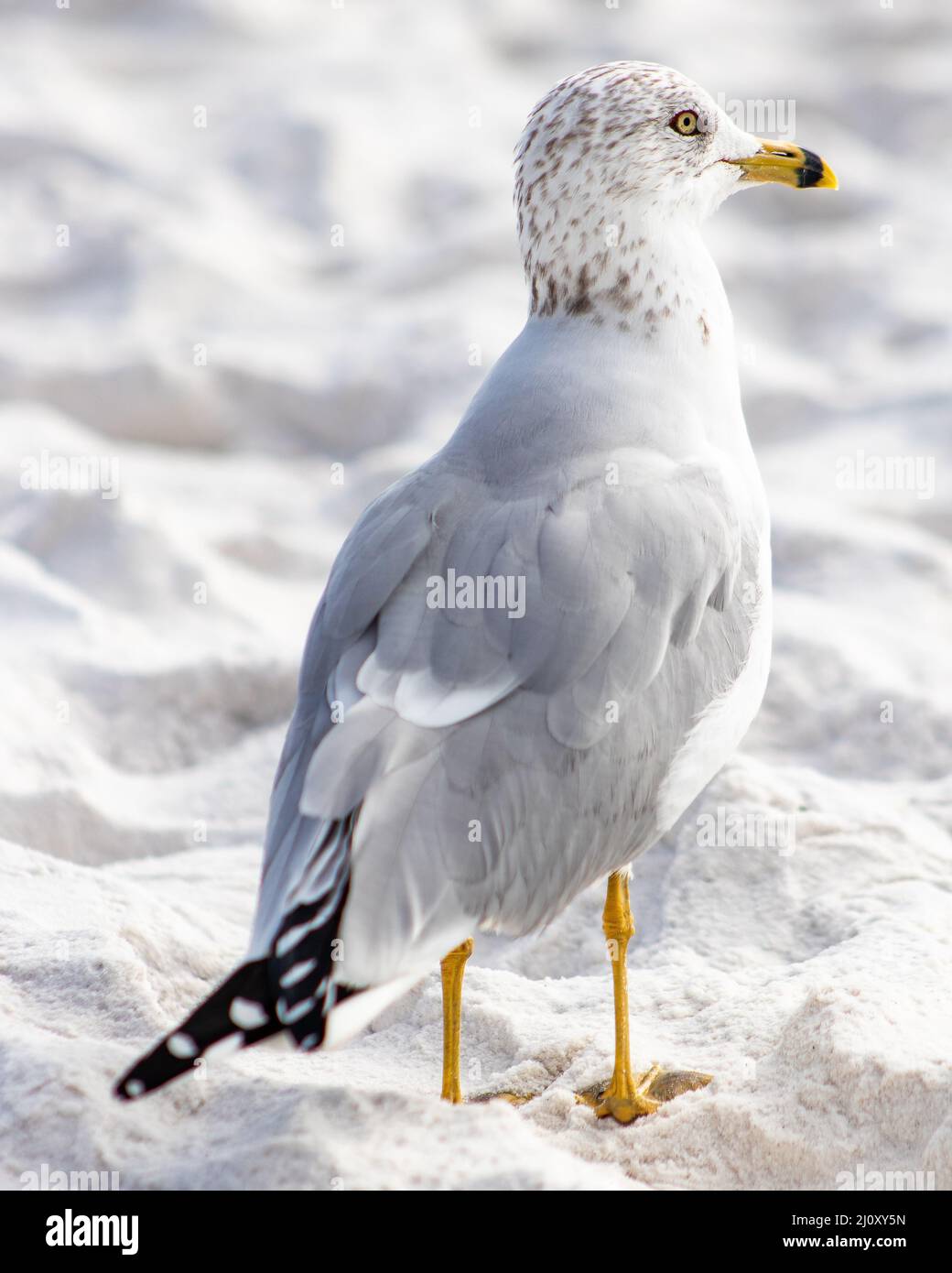 Vertical closeup of a white seagull standing on a sandy beach, looking ...