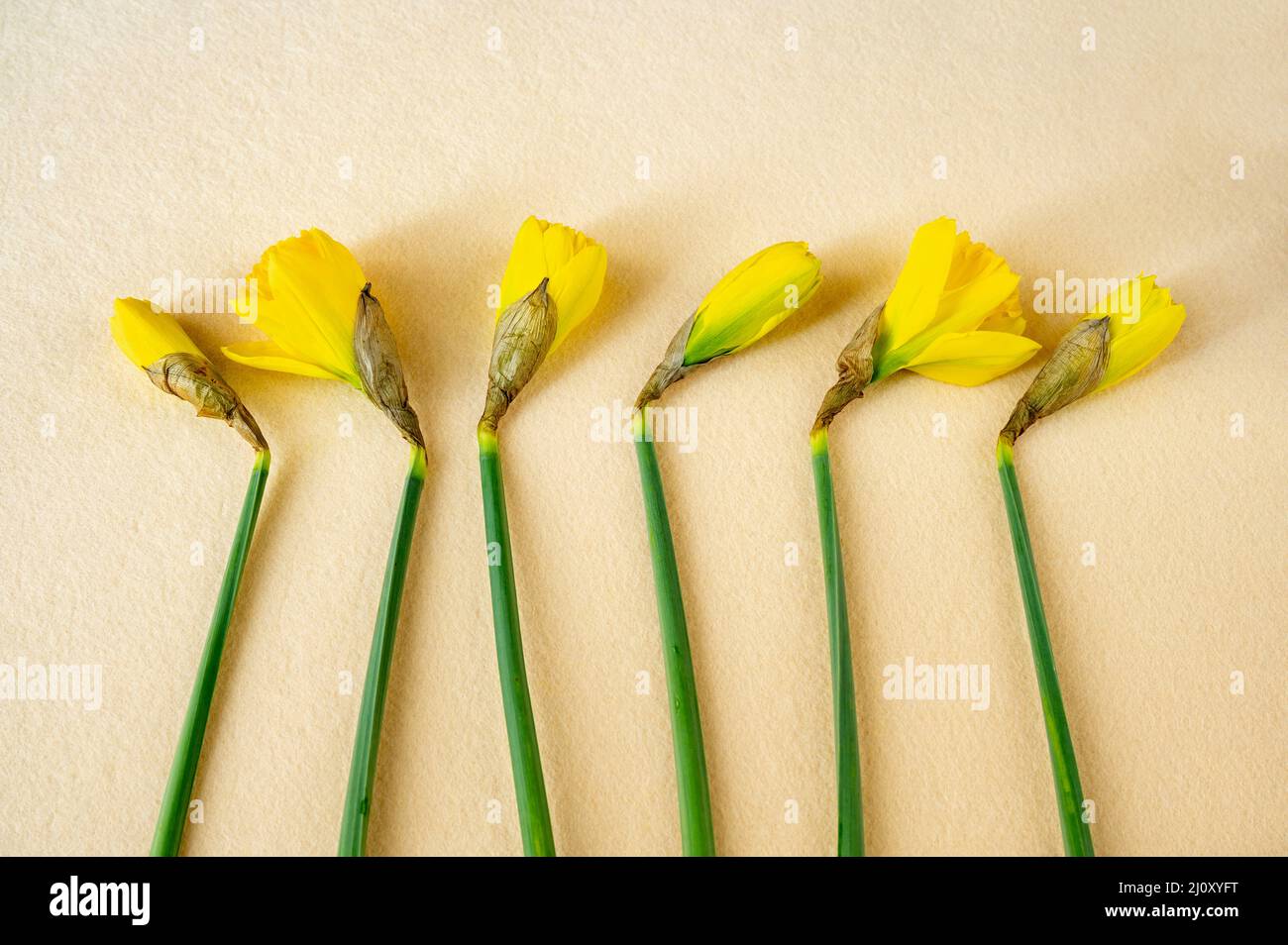 Young bud of yellow daffodil (Narcissus poeticus) in row on yellow felt ...