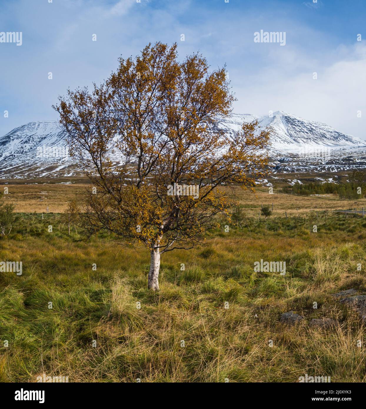 Iceland Tundra Tree
