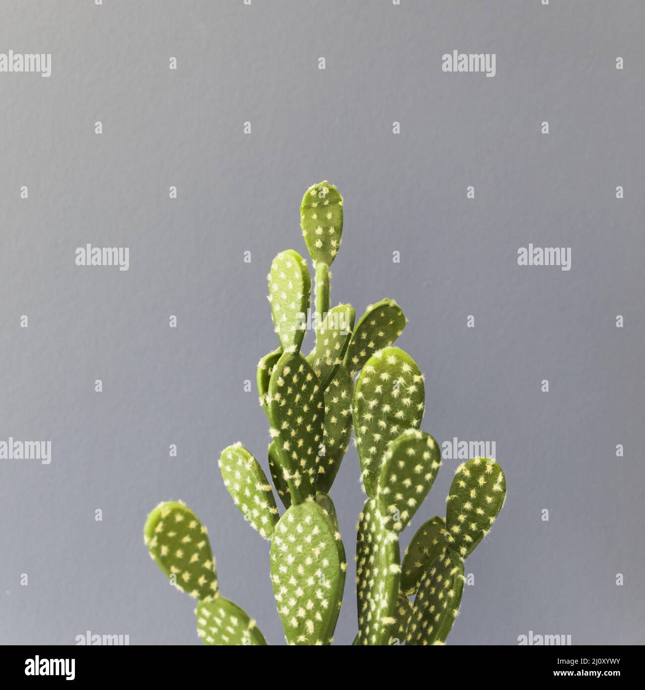 Digital cactus hi-res stock photography and images - Alamy