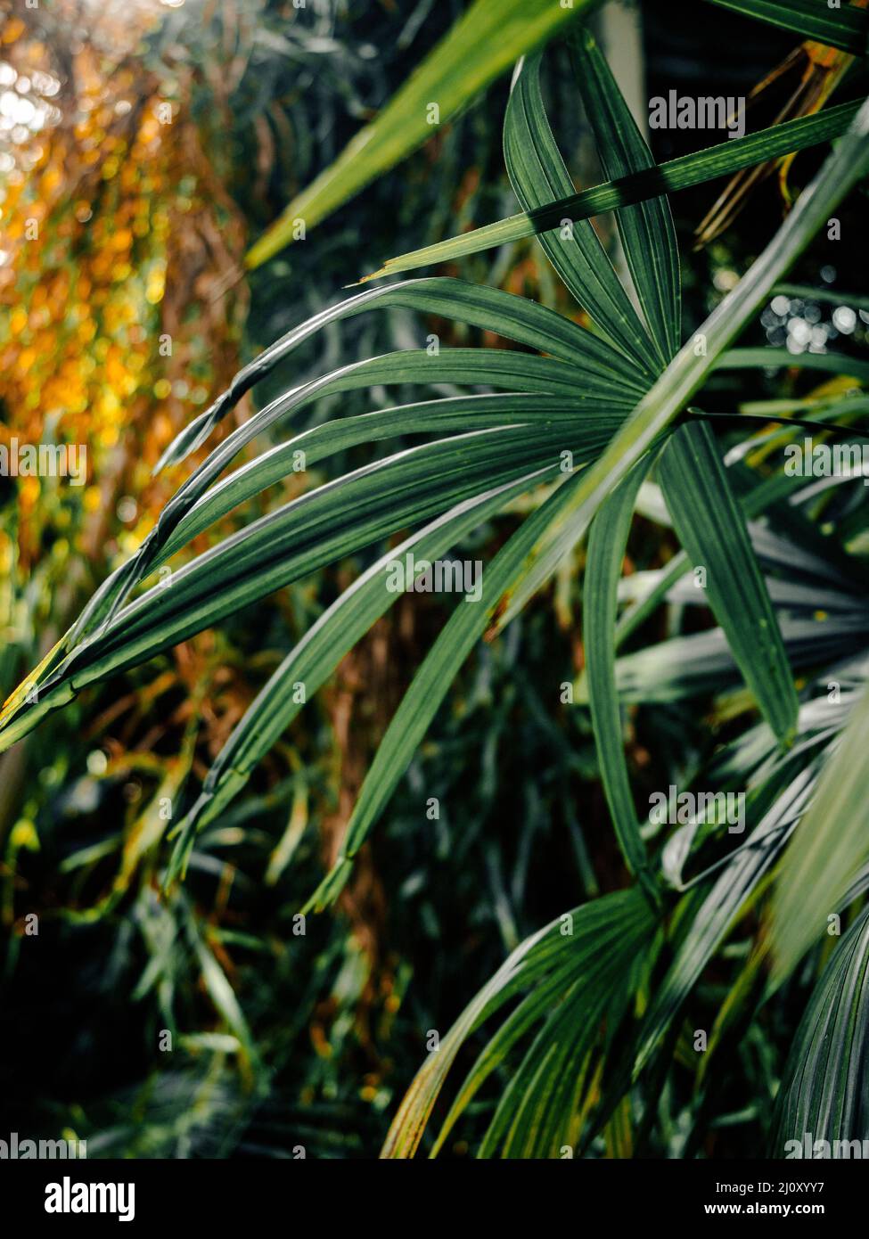 Green leaf plant conservatory hi-res stock photography and images - Alamy