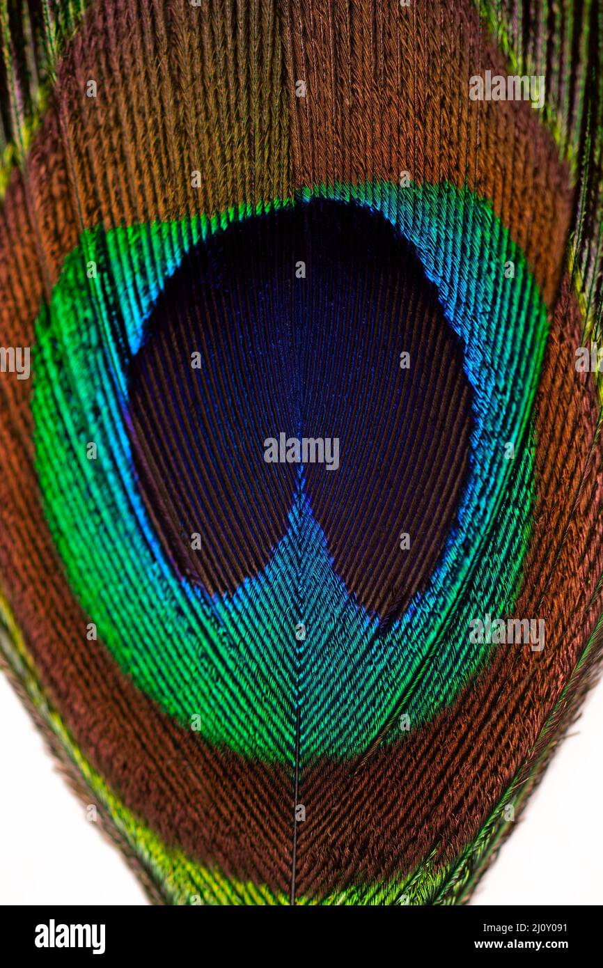 Peacock texture hi-res stock photography and images - Alamy