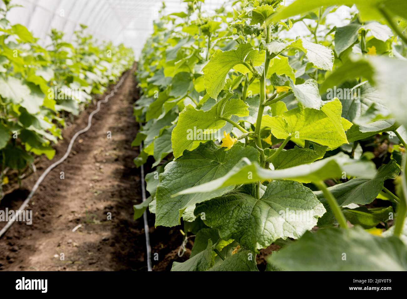 Greenhouse rows plants with flowers. High quality photo Stock Photo - Alamy