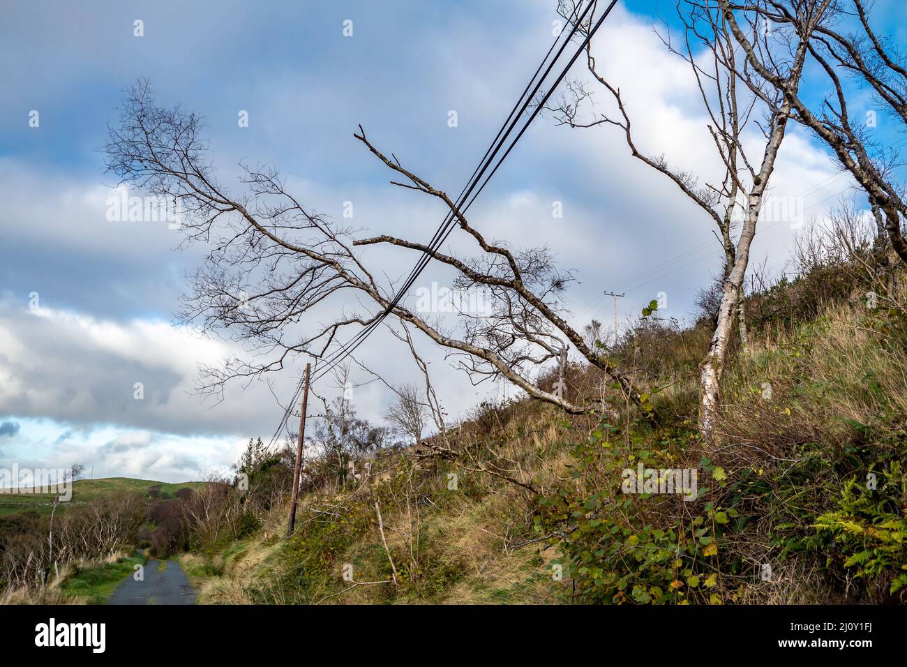 Tree fallen on power and communication line after the storm Stock Photo ...