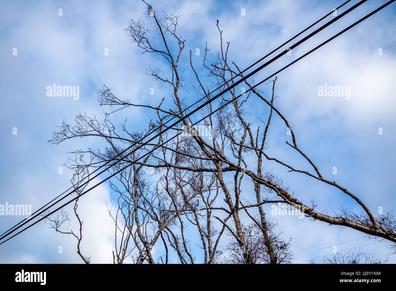 Tree fallen on power and communication line after the storm Stock Photo ...