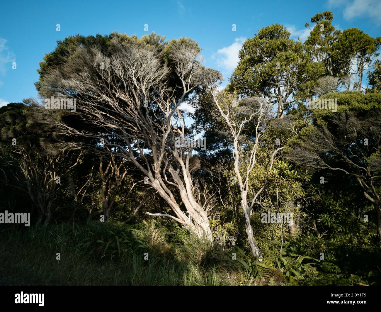 View of Manuka tree (Leptospermum scoparium) in evening li Stock Photo ...
