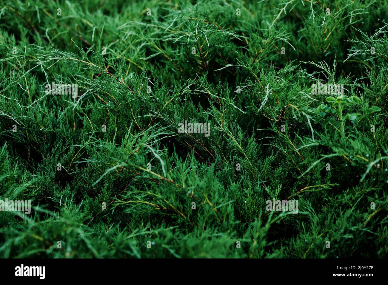 Tuya green background, coniferous tree. green leaves of tuya Stock ...