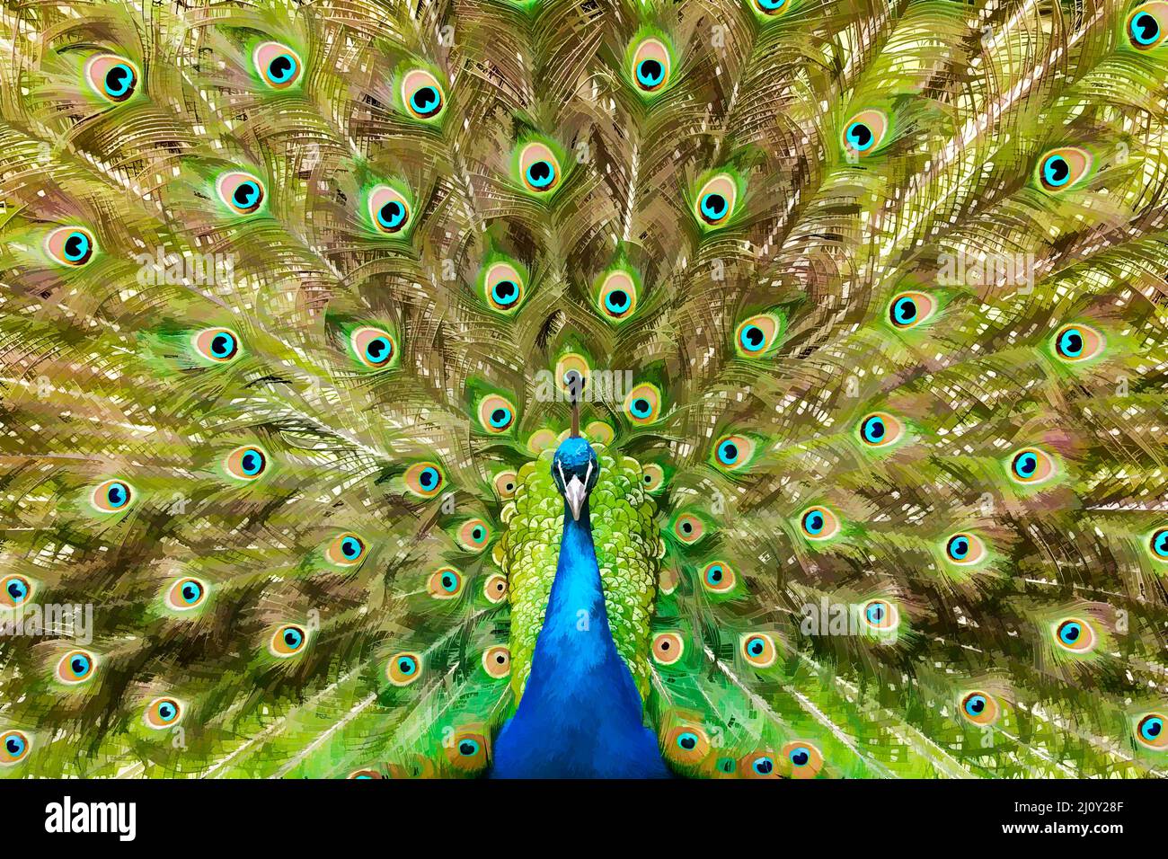 Peacock with fanned tail Stock Photo - Alamy