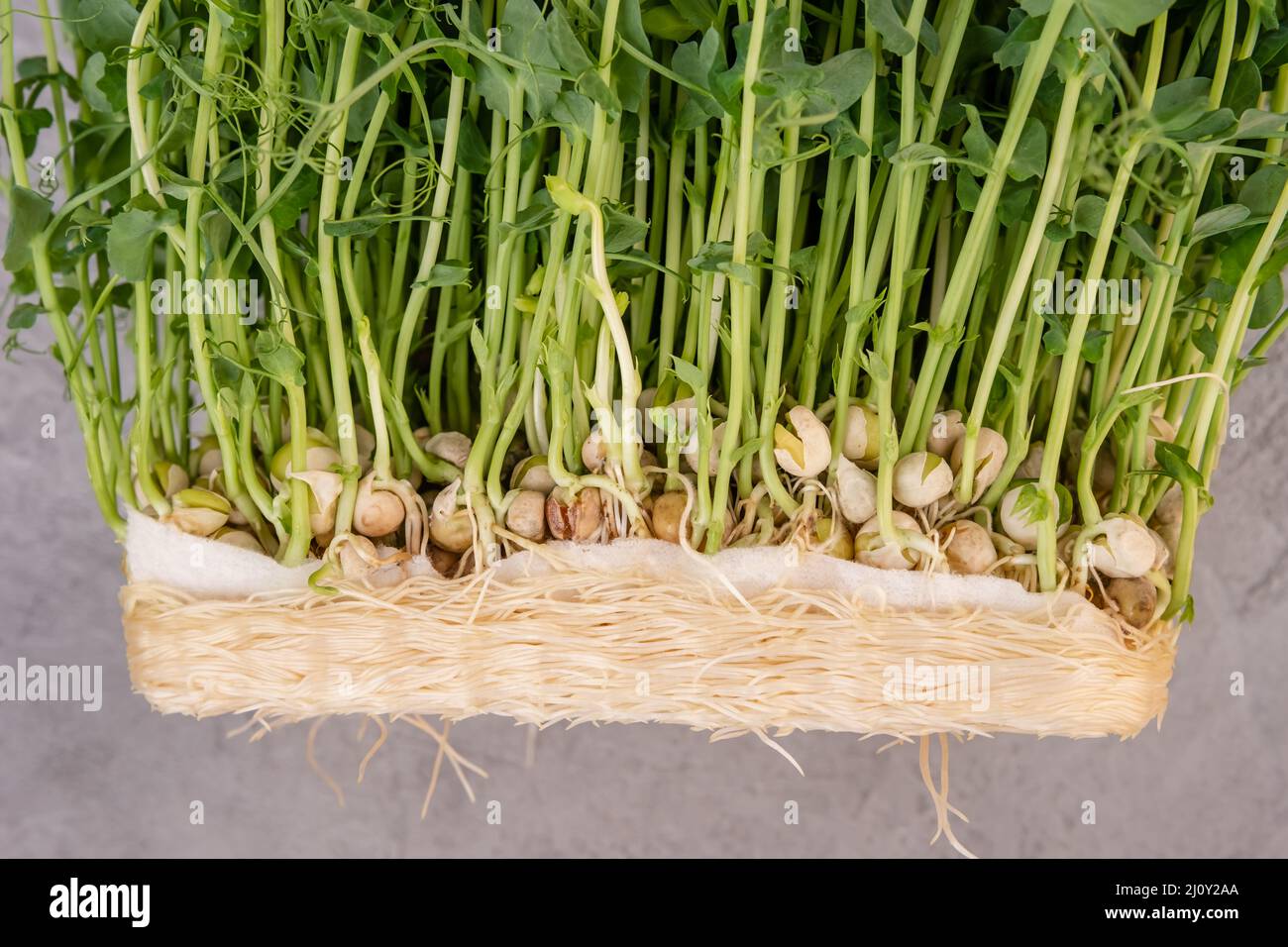 Green sprigs of sprouted grains. Organic, vegan healthy food concept ...