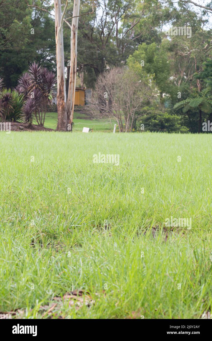 March 12, 2022, Gordon Golf Course, Sydney, Aust: After two weeks of ...