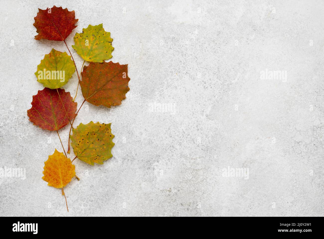 Top view assortment autumn leaves. High quality photo Stock Photo - Alamy