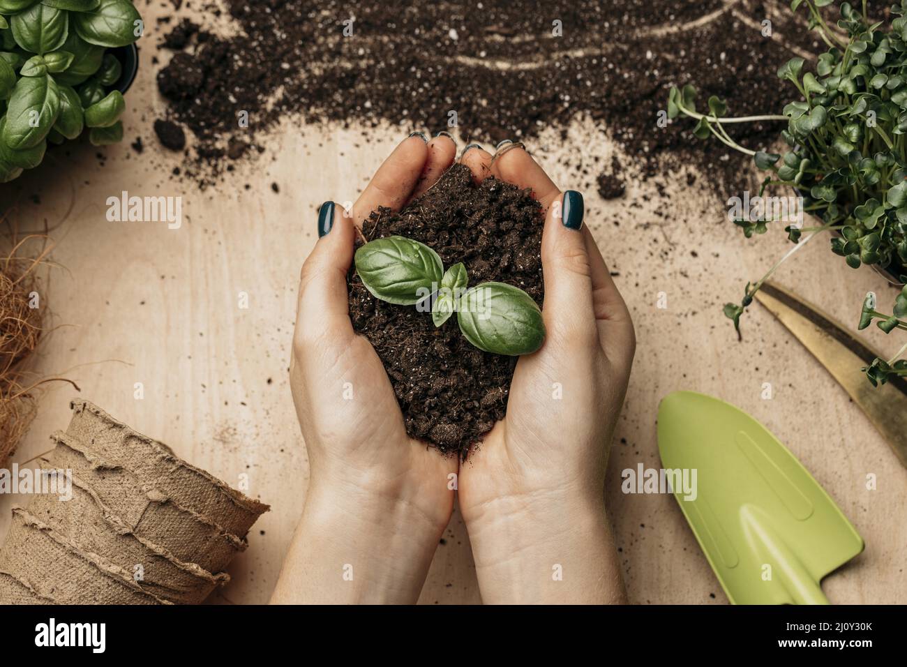 Hands holding plant seedling hi-res stock photography and images - Alamy