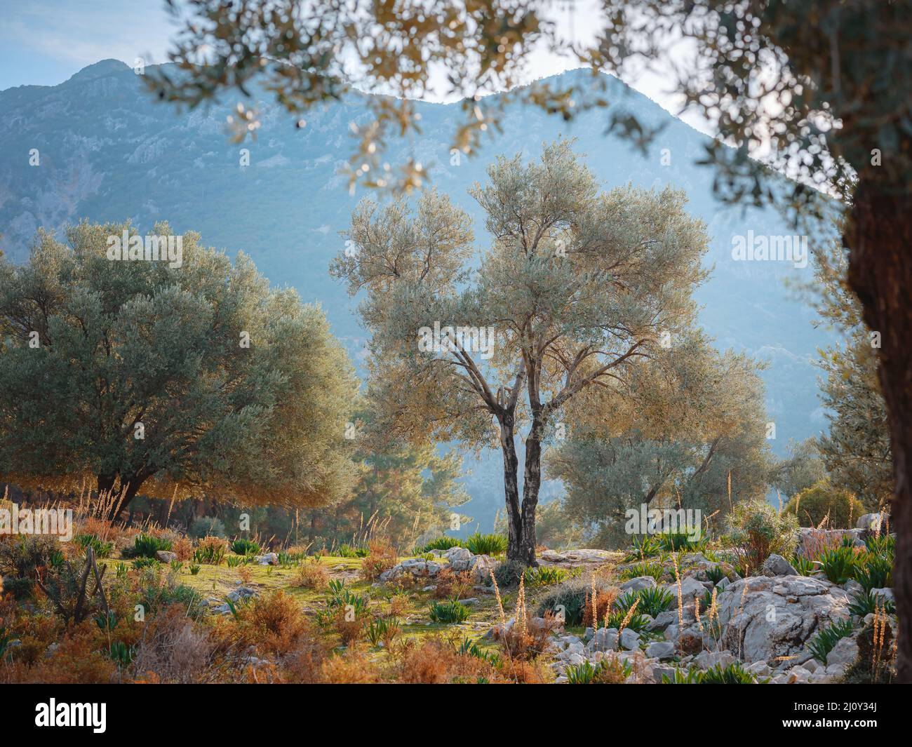 walk in olive grove, Harvest ready to produce extra virgin olive oil ...
