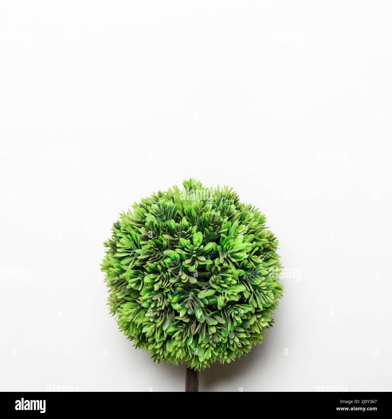 High quality green plant High Resolution Stock Photography and Images ...