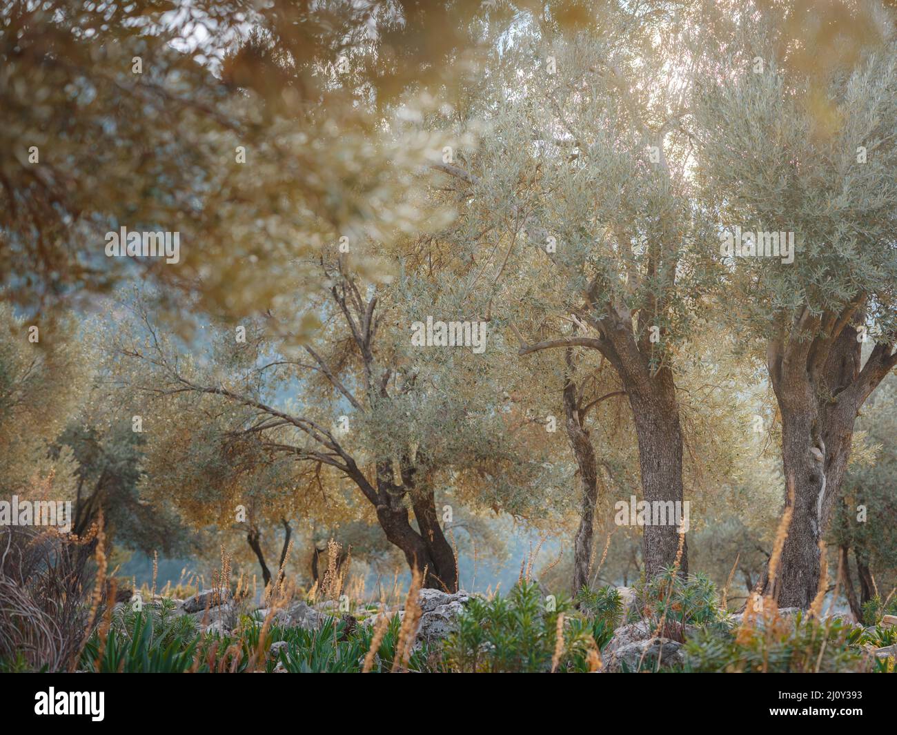walk in olive grove, Harvest ready to produce extra virgin olive oil ...