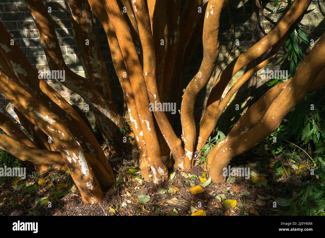 Luma apiculata hi-res stock photography and images - Alamy
