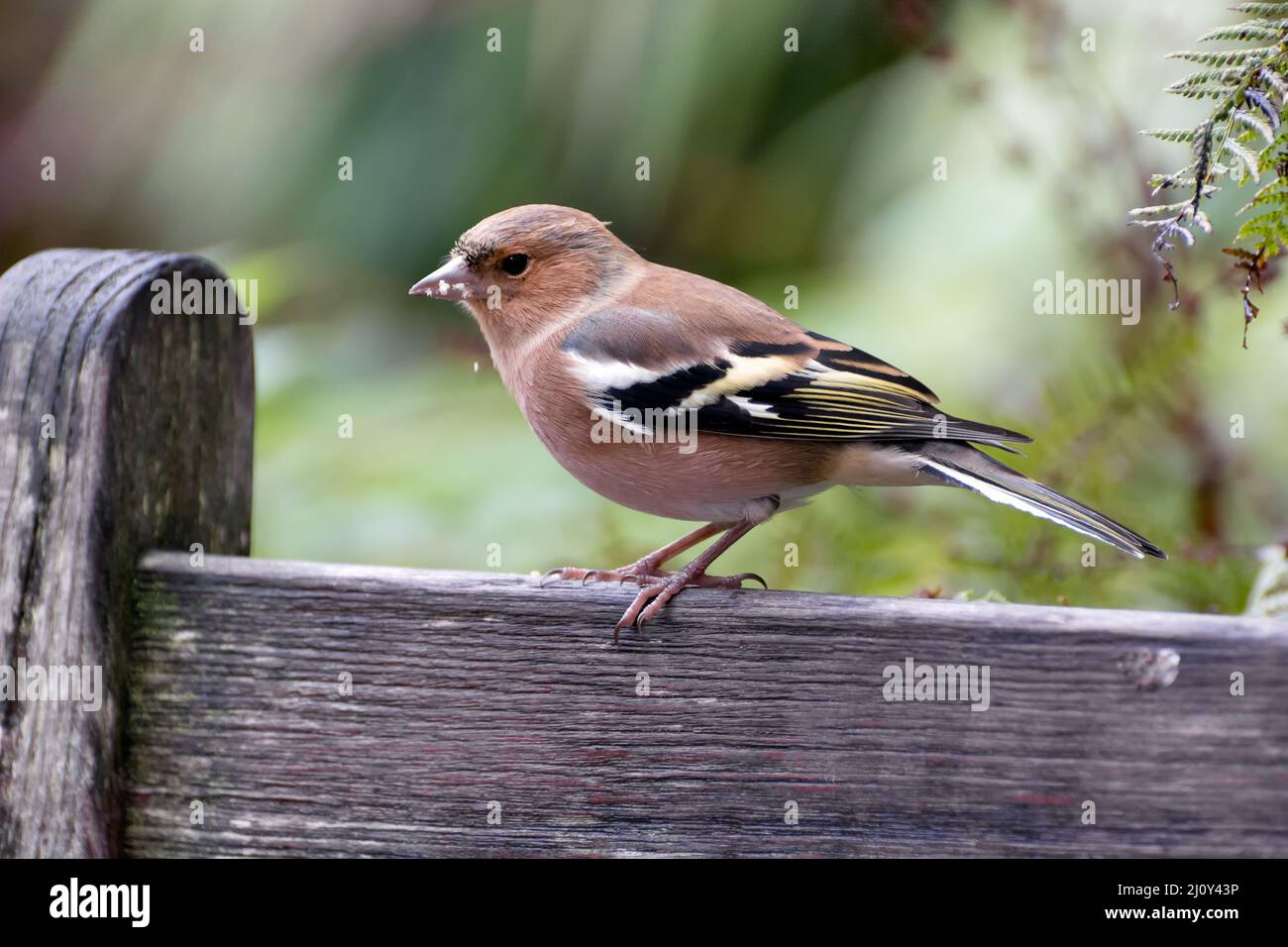 Common chaffinch perched on hi-res stock photography and images - Alamy