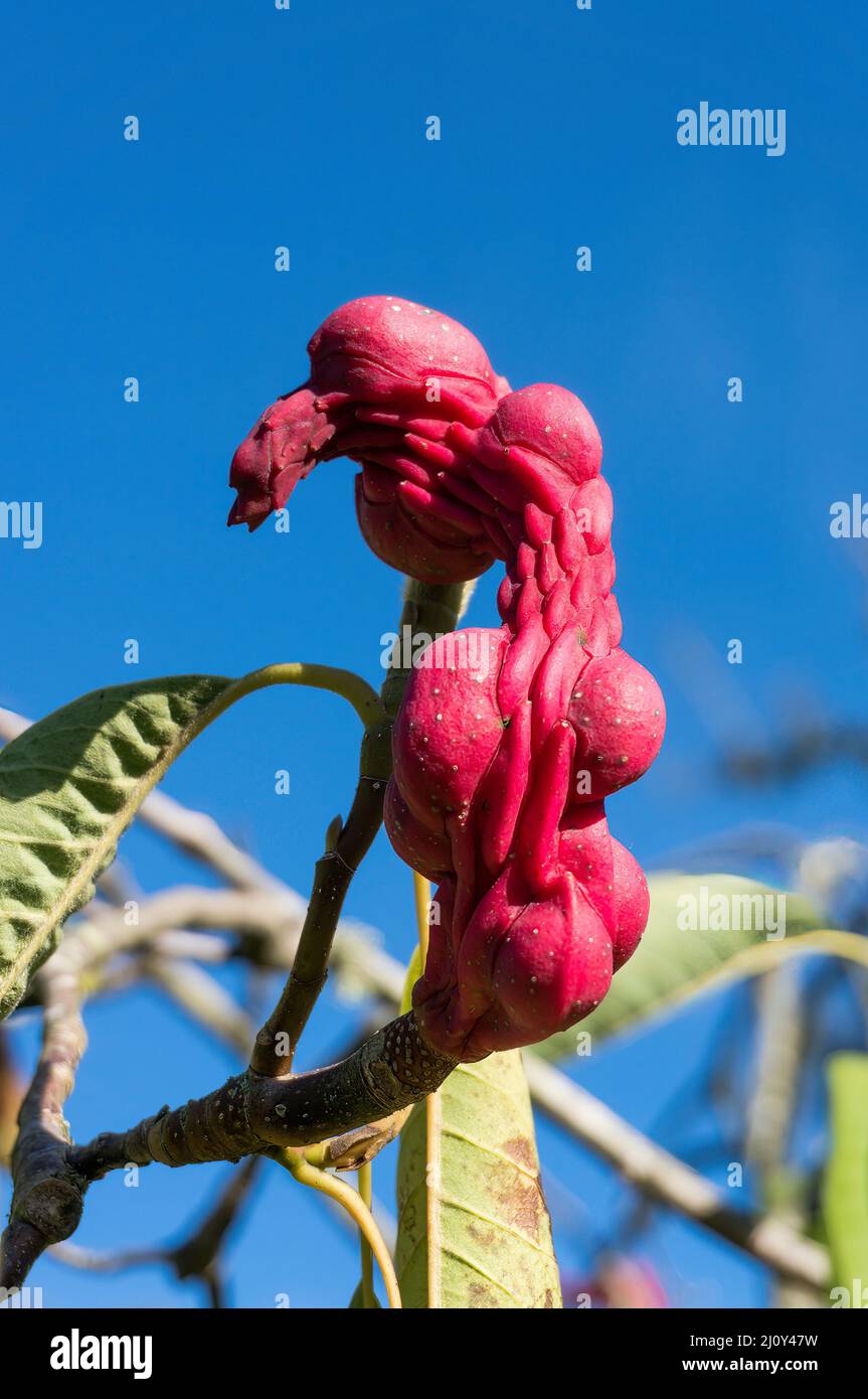 Red Fruit of a Saucer Magnolia (Magnolia x soulangiana, Magnolia ...