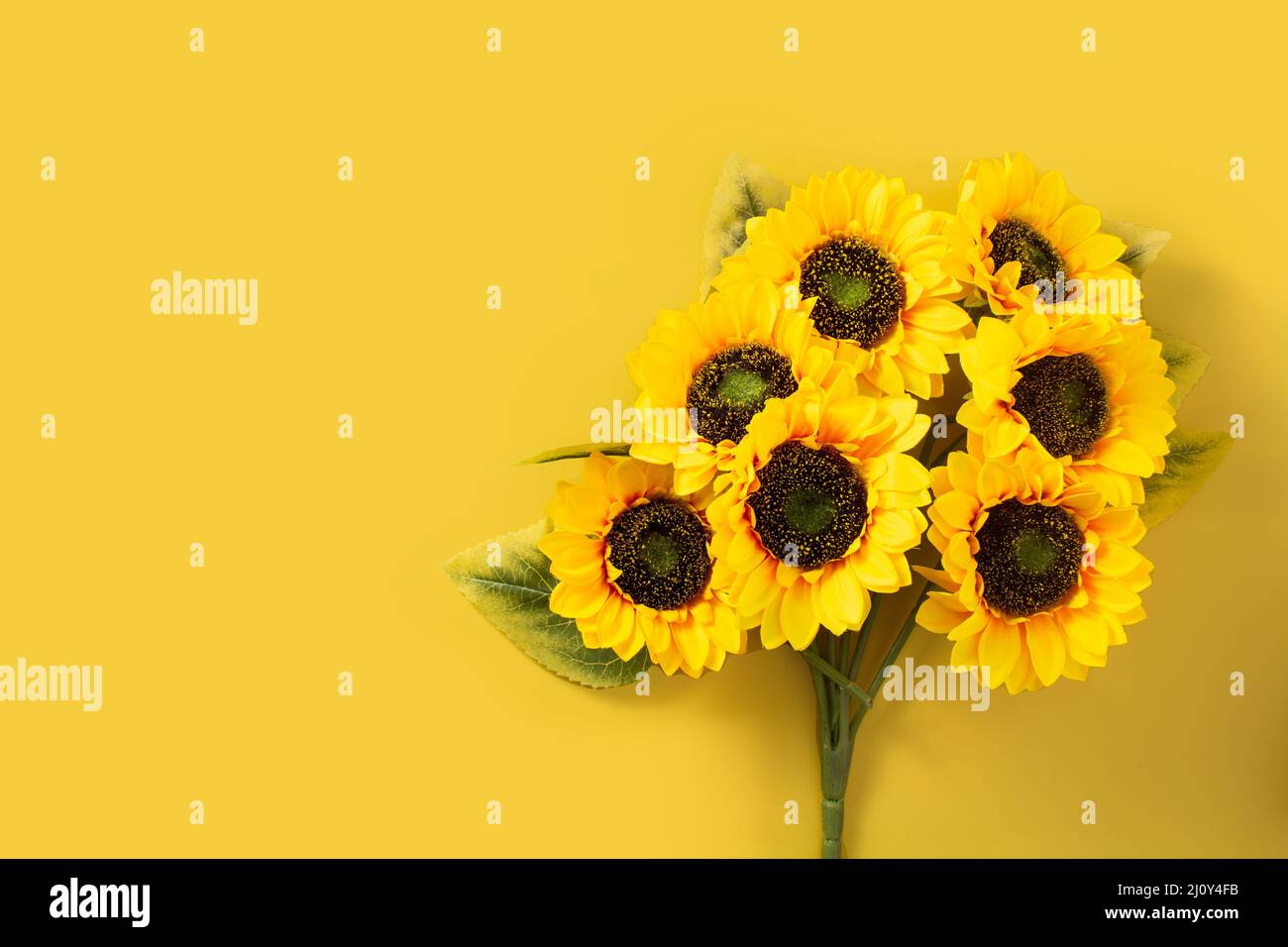Sunflower on yellow background Stock Photo - Alamy