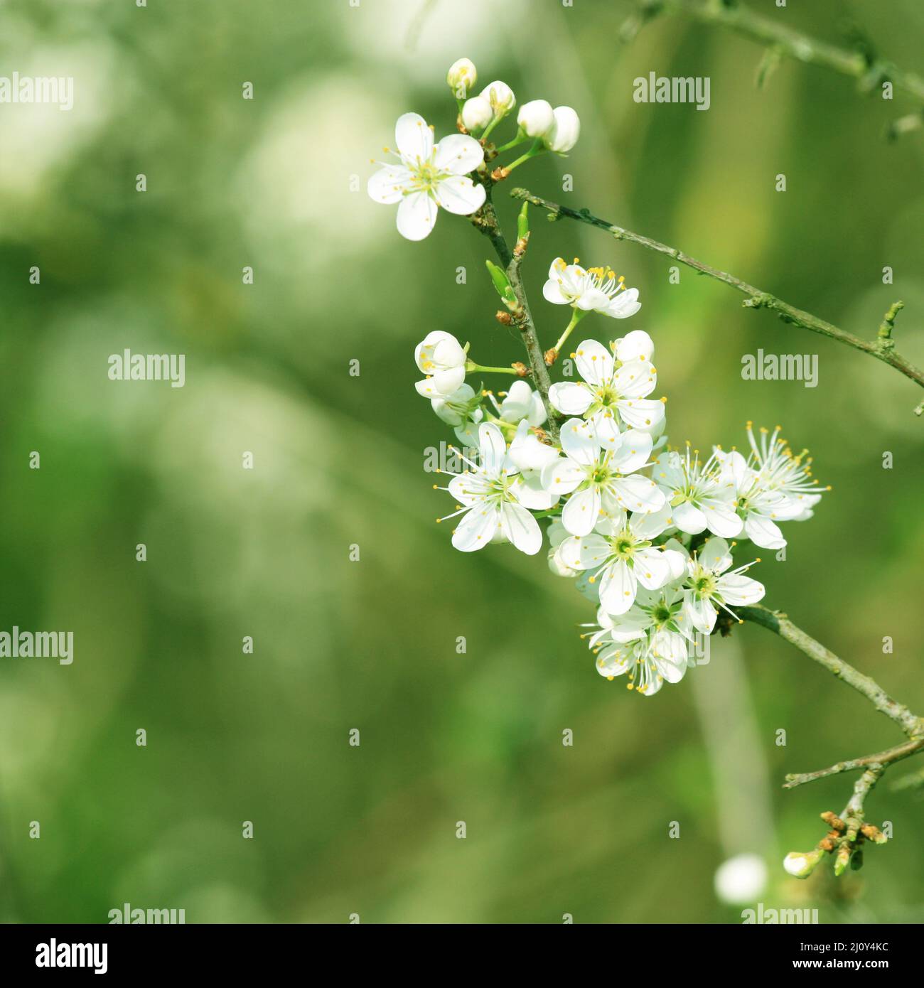 Beautiful branch of blossoming tree in spring Stock Photo - Alamy
