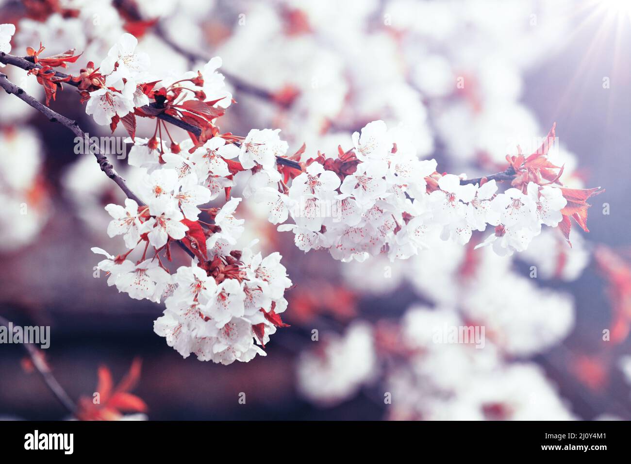 Beautiful nature view of spring flowering trees on blurred background ...